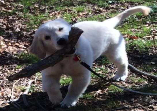 13 Dogs With Amazing Jobs Prove That Humans Owe A Lot To This ...